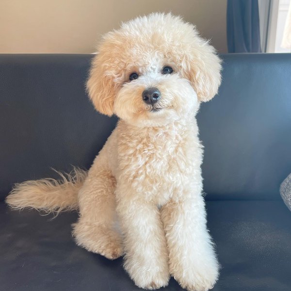 Bichon Frise Haircuts - Top 22 Styles To Try Them Out Now - The Goody Pet