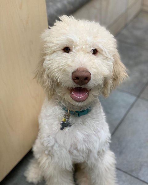 Top 26 Veterinarians In Mesa, Arizona [Updated: 2025] - The Goody Pet