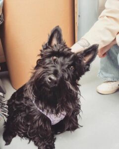 32 Amazing Scottish Terrier Mixes The Scots Would Love - The Goody Pet