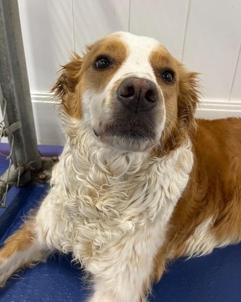Top 23 Groomers In Detroit, Michigan [Updated: 2022] - The Goody Pet