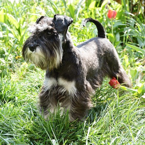 23 Adorable Miniature Schnauzer Haircuts - Dogdorable
