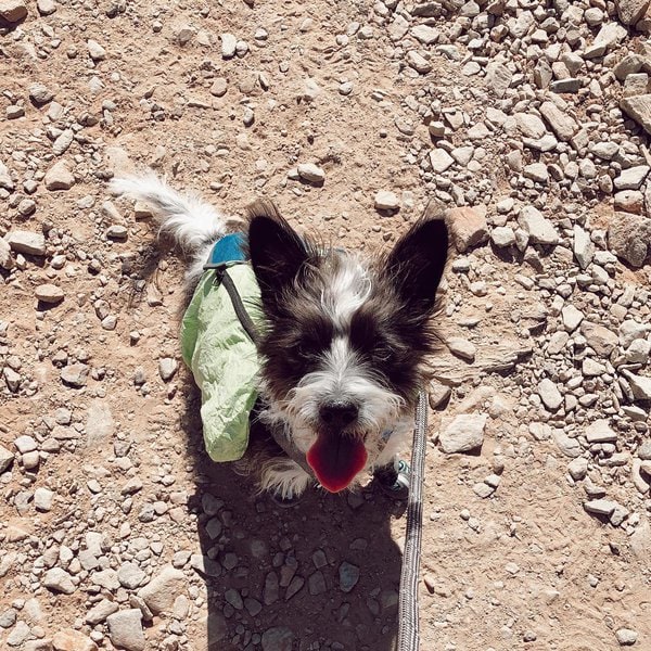 32 Amazing Scottish Terrier Mixes The Scots Would Love - The Goody Pet