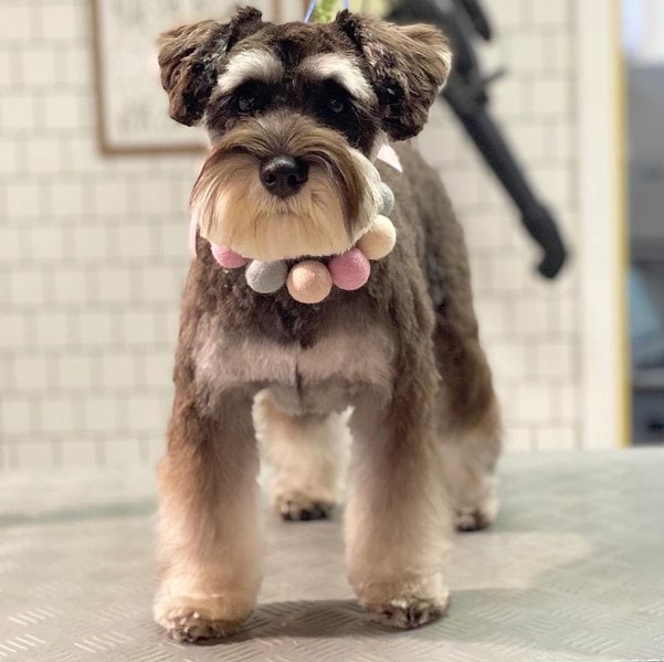23 Adorable Miniature Schnauzer Haircuts
