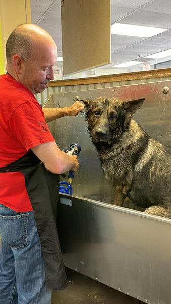 Top 7 Groomers In Centennial, Colorado [Updated: 2023] - The Goody Pet