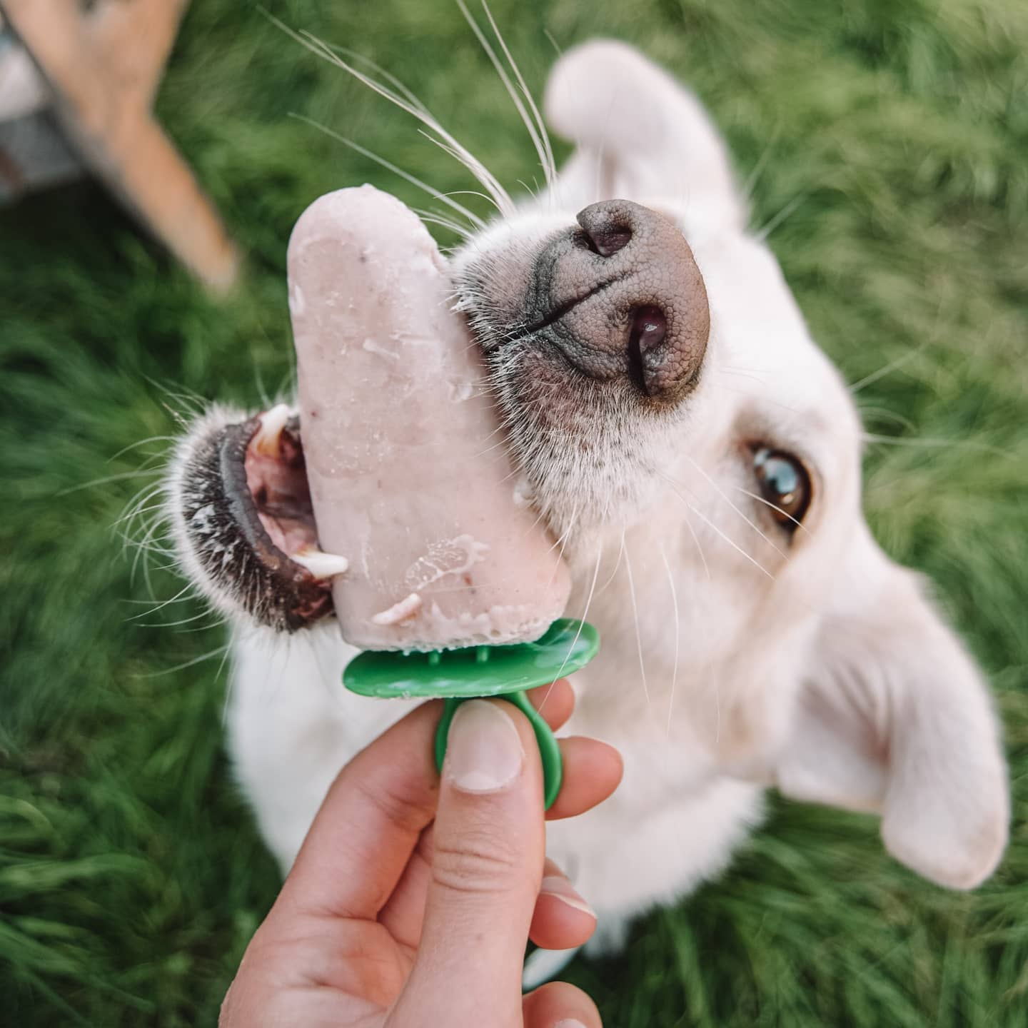 What Kind Of Ice Cream Can Dogs Eat? 22 Must-Have Flavors Dogs Enjoy ...
