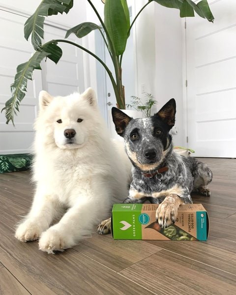 What Painkillers Are Safe For Dogs? FDA Has Approved These XX Pain ...