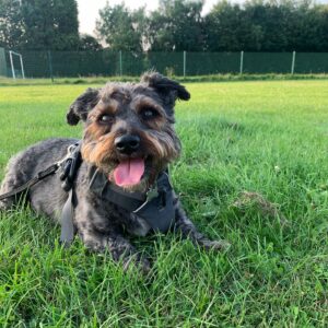 32 Amazing Scottish Terrier Mixes The Scots Would Love - The Goody Pet