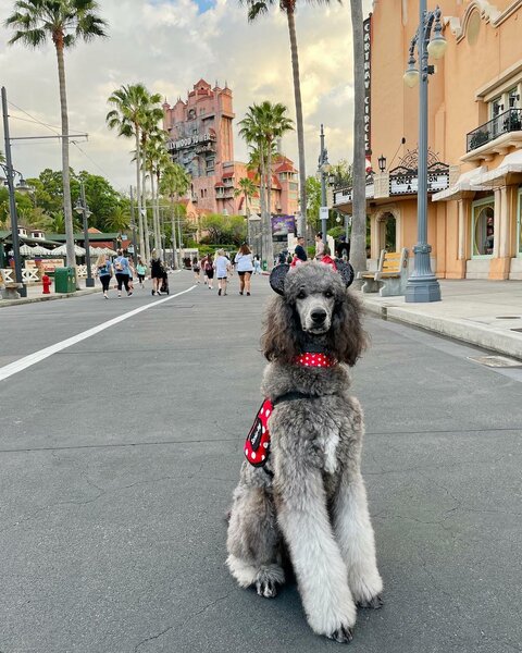 What Big Dogs Don't Shed - Here Are 14 Large Non-shedding Dogs - The ...