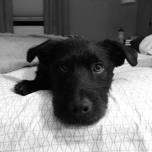 32 Amazing Scottish Terrier Mixes The Scots Would Love - The Goody Pet