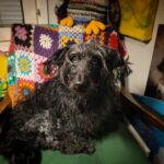 32 Amazing Scottish Terrier Mixes The Scots Would Love - The Goody Pet