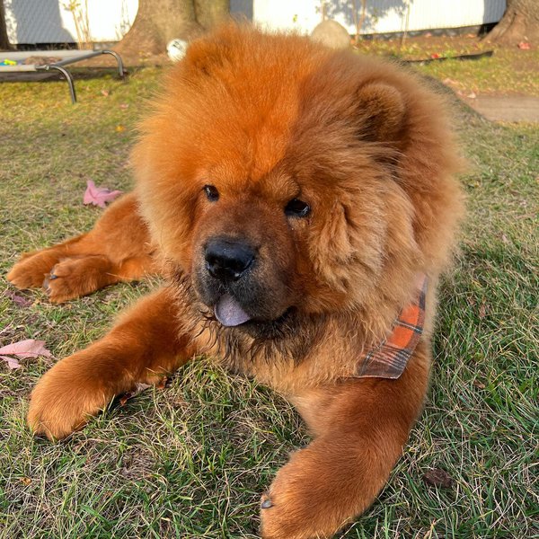 Top 16 Haircuts For The Magnificent Chow Chow - The Goody Pet