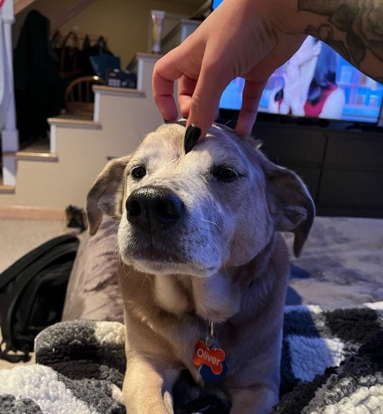 What Painkillers Are Safe For Dogs? FDA Has Approved These XX Pain ...