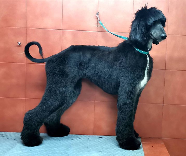 Top 21 Haircuts For The Elegant Afghan Hounds - The Goody Pet