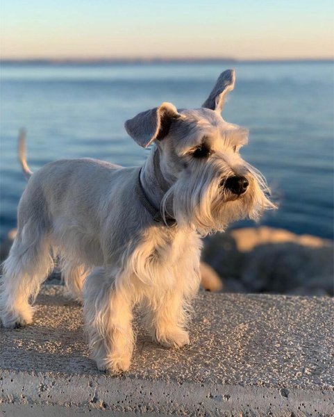 Schnauzer Haircuts - Top 23 Styles To Try Them Out Now - The Goody Pet