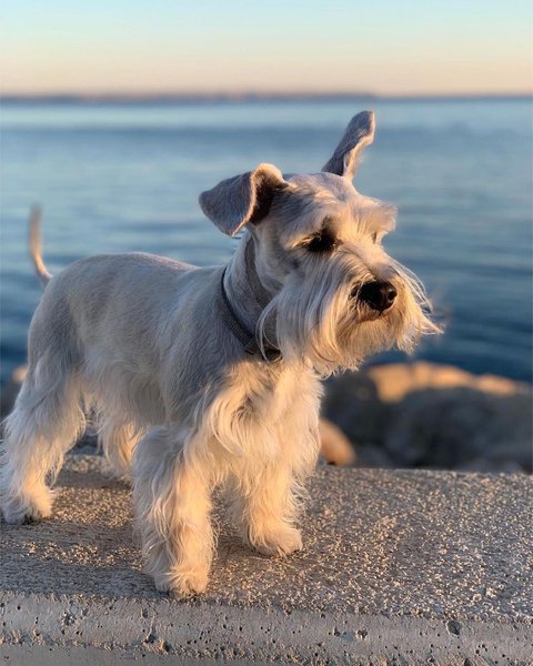 Schnauzer Haircuts - Top 23 Styles To Try Them Out Now - The Goody Pet