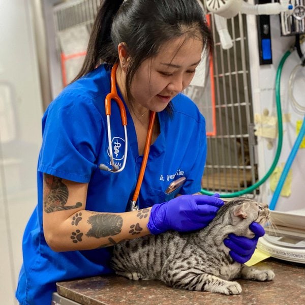 Top 15 Veterinarians In The Bronx, Bronx [Updated: 2023] - The Goody Pet