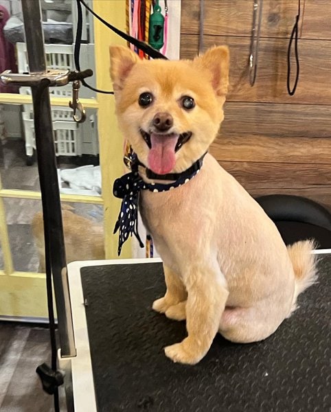 Top 23 Groomers In Philadelphia, Pennsylvania [Updated: 2023] - The ...