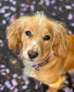 32 Amazing Scottish Terrier Mixes The Scots Would Love - The Goody Pet