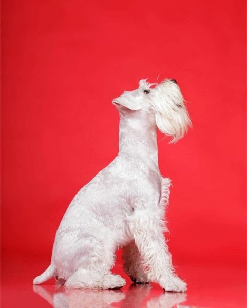 Schnauzer Haircuts - Top 23 Styles To Try Them Out Now - The Goody Pet