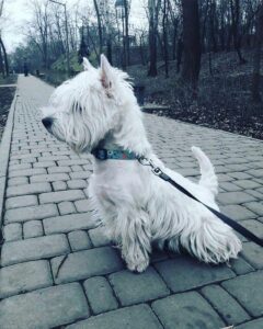 Top 6 Westie Haircuts That You Will Never Look At West Highland White ...