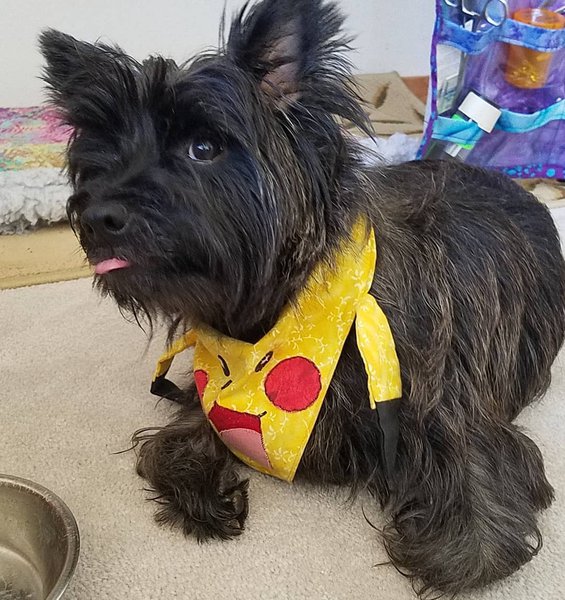 What Painkillers Are Safe For Dogs? FDA Has Approved These XX Pain ...