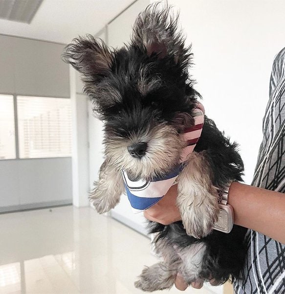 23 Adorable Miniature Schnauzer Haircuts - Dogdorable