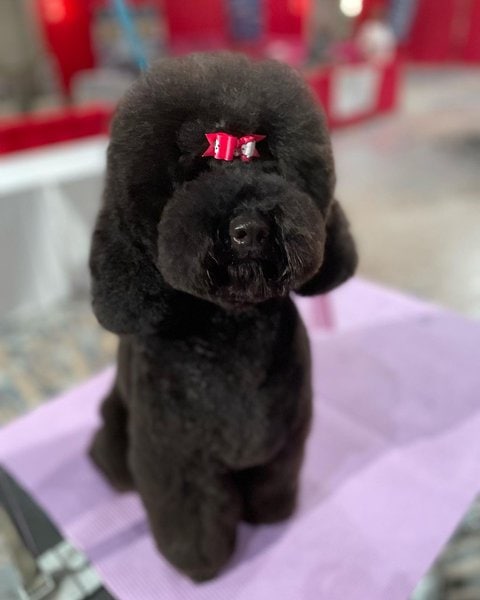 Top 7 Groomers In Santa Maria, California [Updated: 2024] - The Goody Pet