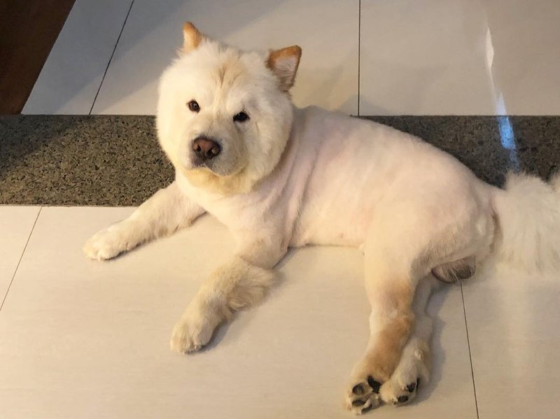 Top 16 Haircuts For The Magnificent Chow Chow - The Goody Pet