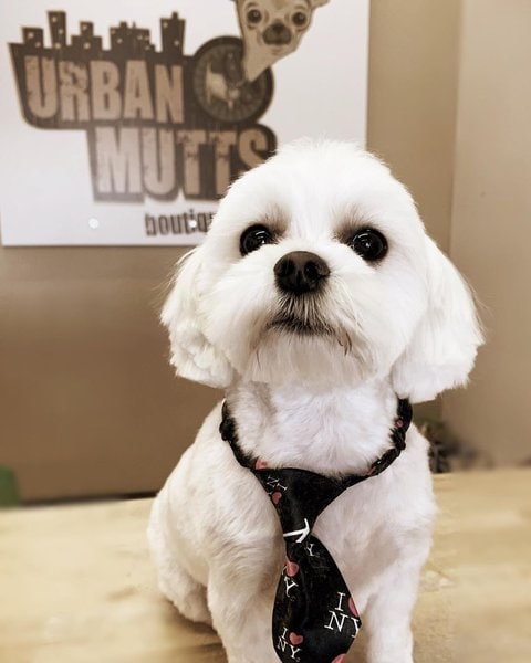 Top 8 Groomers In North Las Vegas, Nevada [Updated: 2022] - The Goody Pet