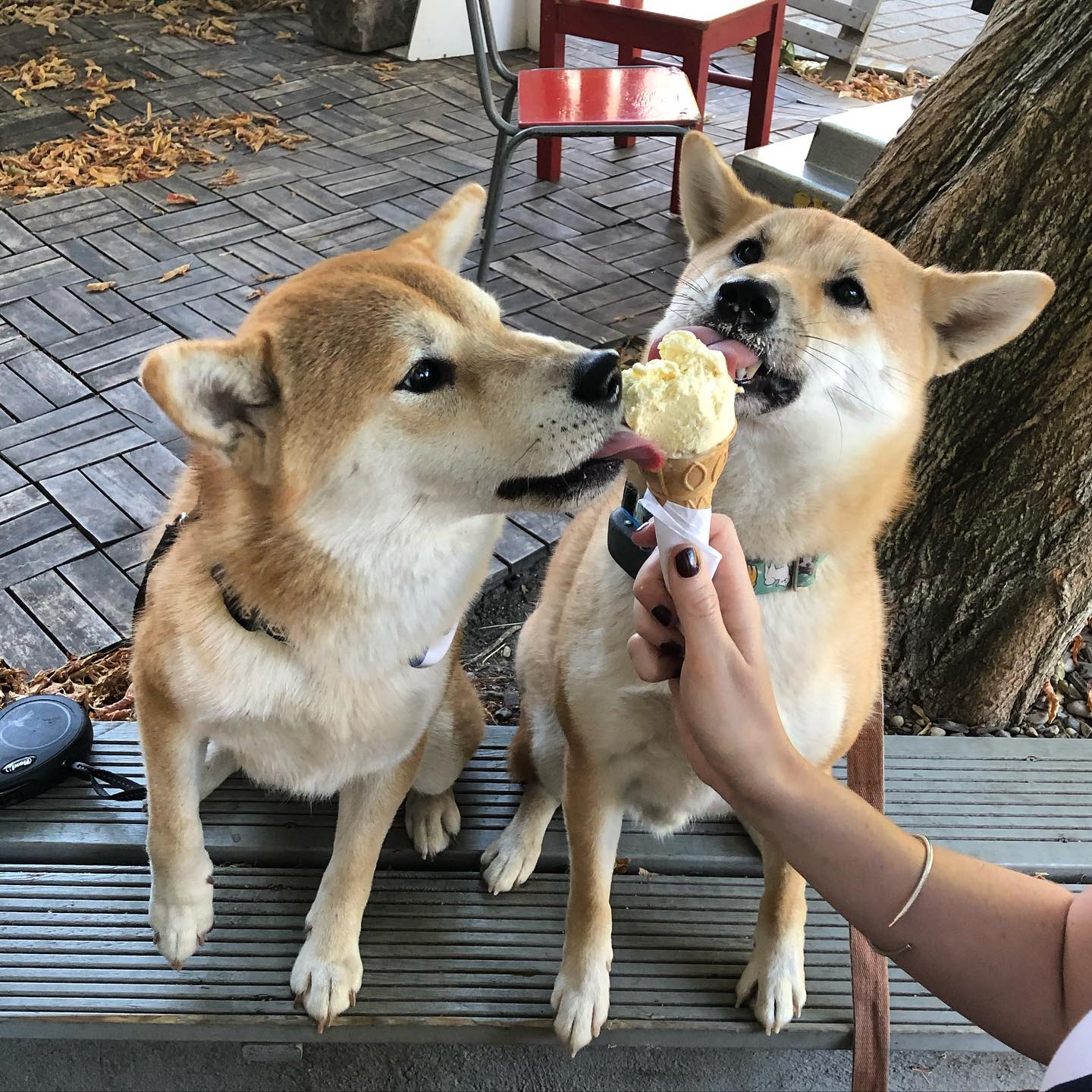 What Kind Of Ice Cream Can Dogs Eat? 22 Must-Have Flavors Dogs Enjoy ...