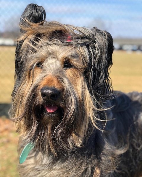 What Big Dogs Don't Shed - Here Are 14 Large Non-shedding Dogs - The ...