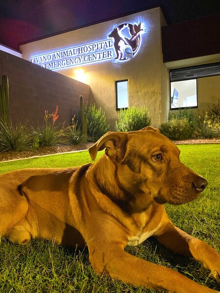 Top 26 Veterinarians In Tucson, Arizona [Updated: 2025] - The Goody Pet