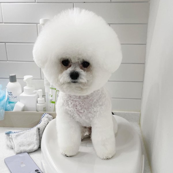 Bichon Frise Haircuts - Top 22 Styles To Try Them Out Now - The Goody Pet