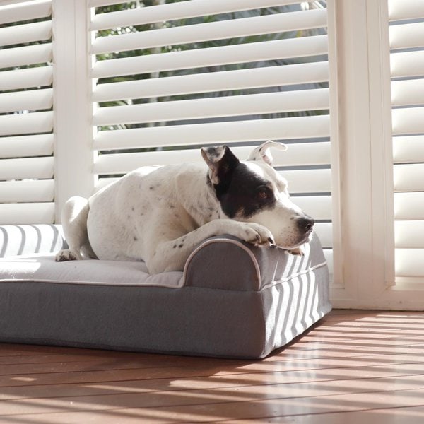 What Painkillers Are Safe For Dogs? FDA Has Approved These XX Pain ...