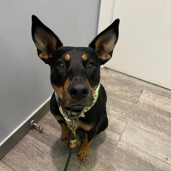 Veterinary Wellness Center Of Boerum Hill