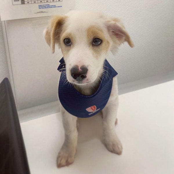 Top Veterinarians In Honolulu, Hawaii [Updated: 2023] - The Goody Pet