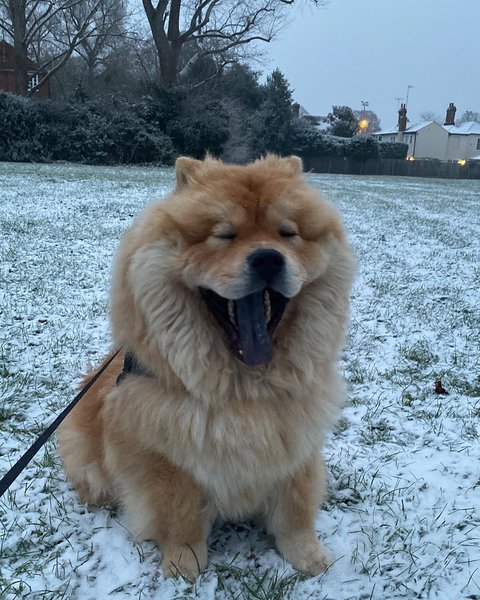 Top 16 Haircuts For The Magnificent Chow Chow - The Goody Pet