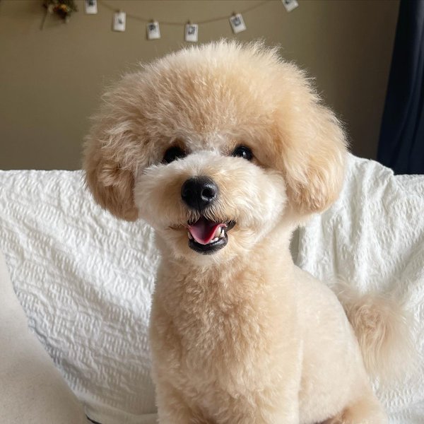 Bichon Frise Haircuts - Top 22 Styles To Try Them Out Now - The Goody Pet