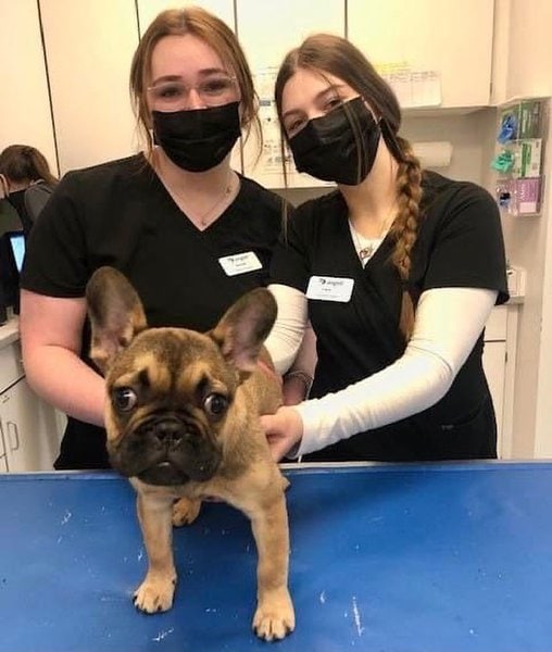 Top 22 Veterinarians In Boston, Massachusetts [Updated: 2022] - The ...