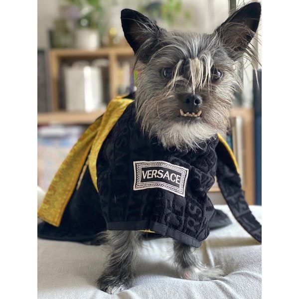 32 Amazing Scottish Terrier Mixes The Scots Would Love - The Goody Pet