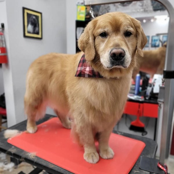 Golden Retriever Haircuts - Top XXX Styles To Try Them Out Now - The ...