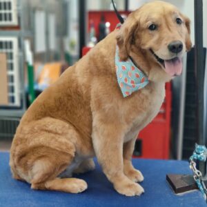 Golden Retriever Haircuts - Top XXX Styles To Try Them Out Now - The ...