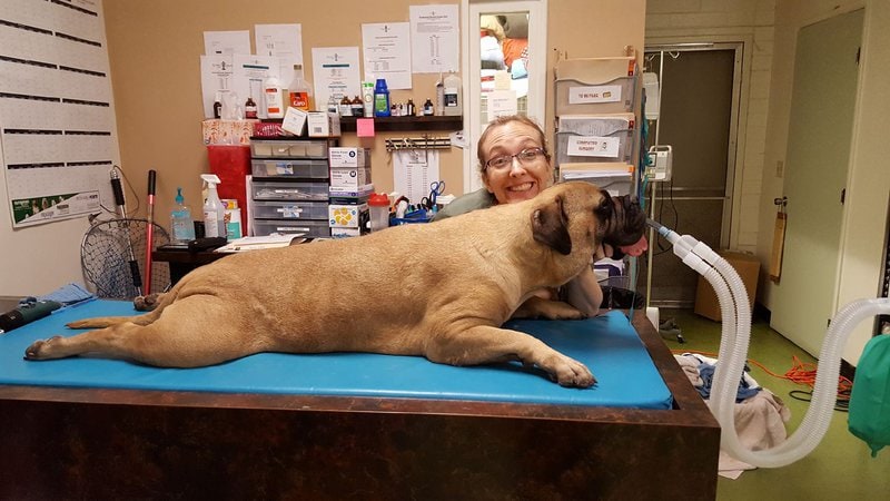 Top 26 Veterinarians In Tucson, Arizona [Updated: 2025] - The Goody Pet