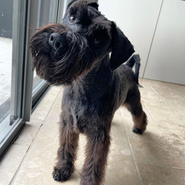 Schnauzer Haircuts - Top 23 Styles To Try Them Out Now - The Goody Pet