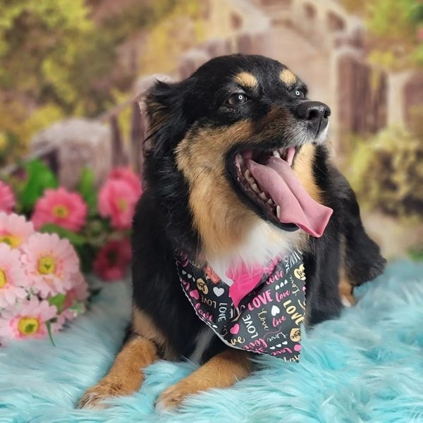 Top 27 Groomers In Manhattan, New York [Updated: 2022] - The Goody Pet