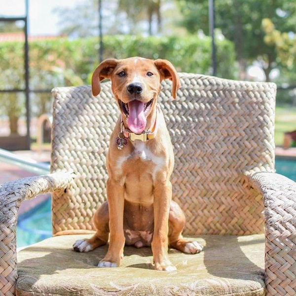 Rhodesian Ridgeback Temperament And Personality - 11 Awesome Traits You ...