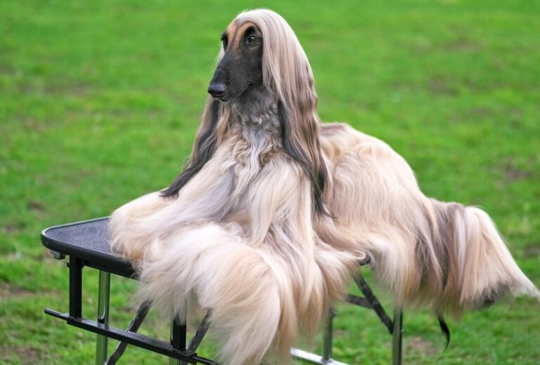 Top 21 Haircuts For The Elegant Afghan Hounds - The Goody Pet