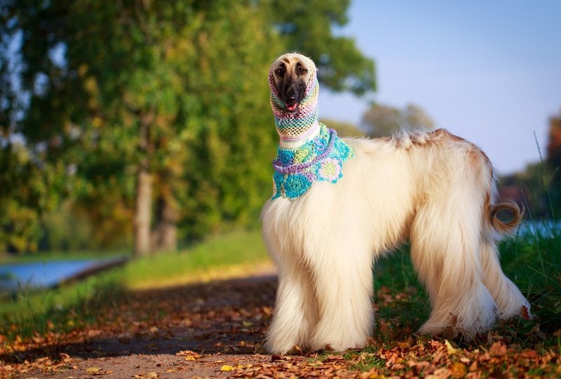 How To Properly Care For A Afghan Hound