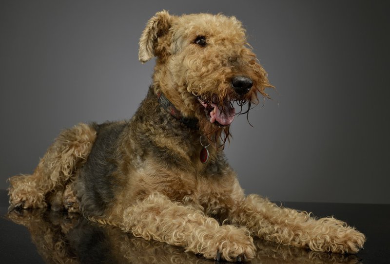 Airedale Terrier - Your Complete Breed Guide - The Goody Pet