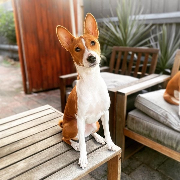 How Much Does A Basenji Cost? - The Goody Pet